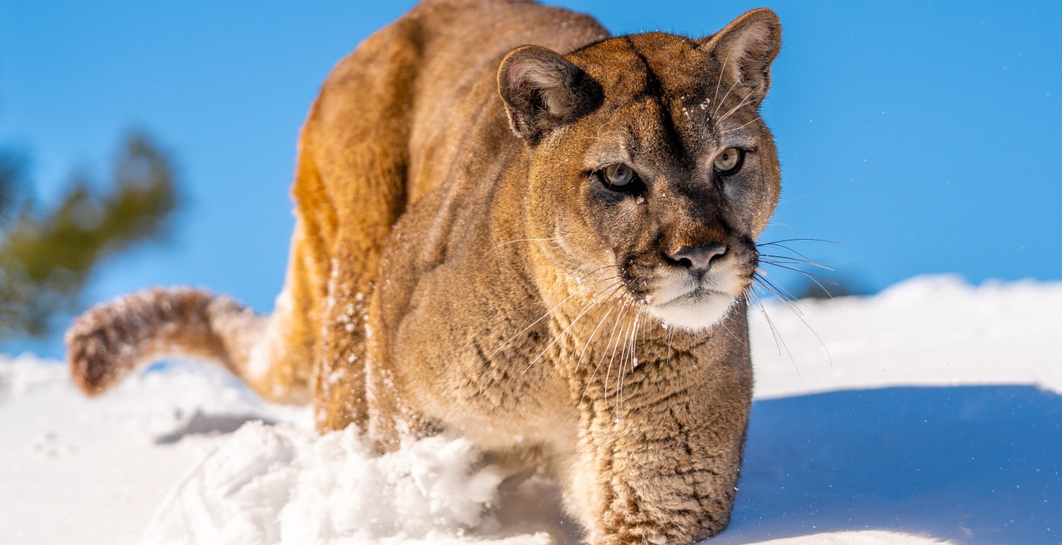 Woman Killed In Mountain Lion Attack, First Fatality In US State Since ...
