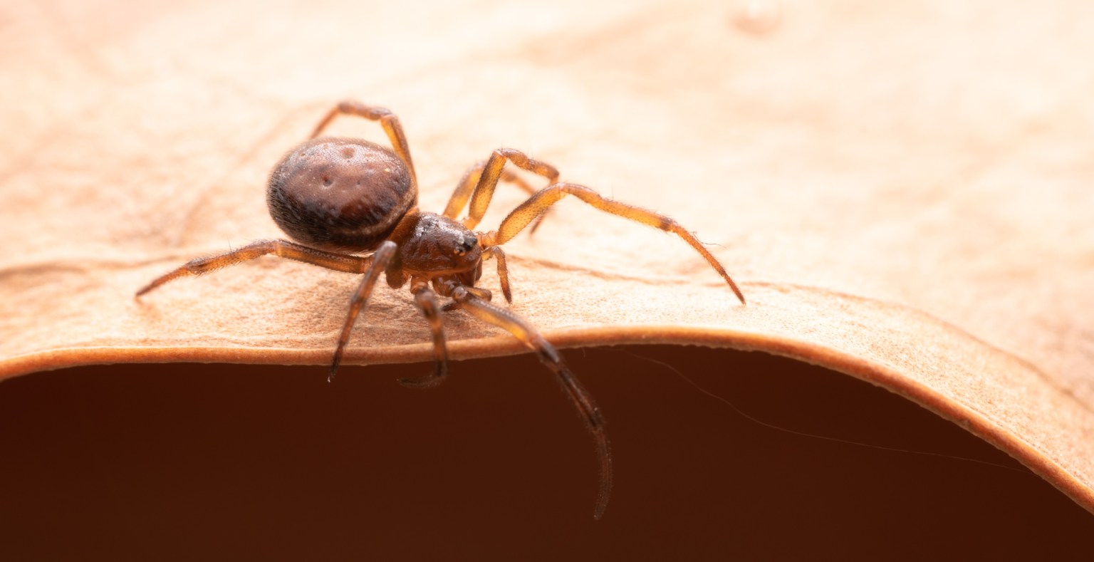 Woman Sues Landlord After Spider Infestation Led To Amputation Of Two ...