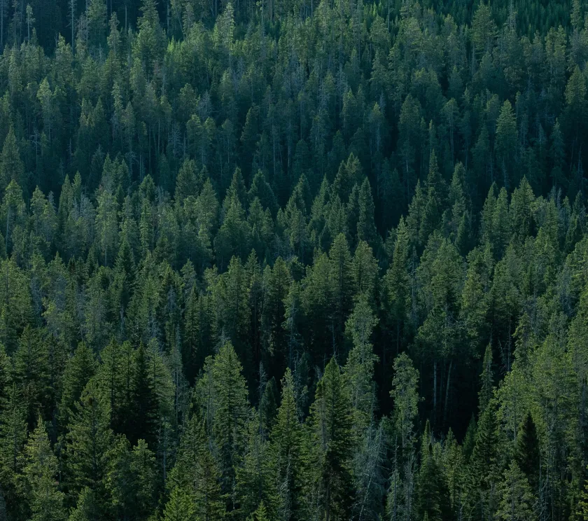 Wyoming's Forests Are Now Dominated By 'Ghost Forests': What This Means ...