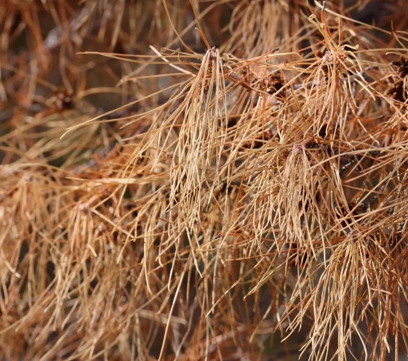 Wyoming's Forests Are Now Dominated By 'Ghost Forests': What This Means ...