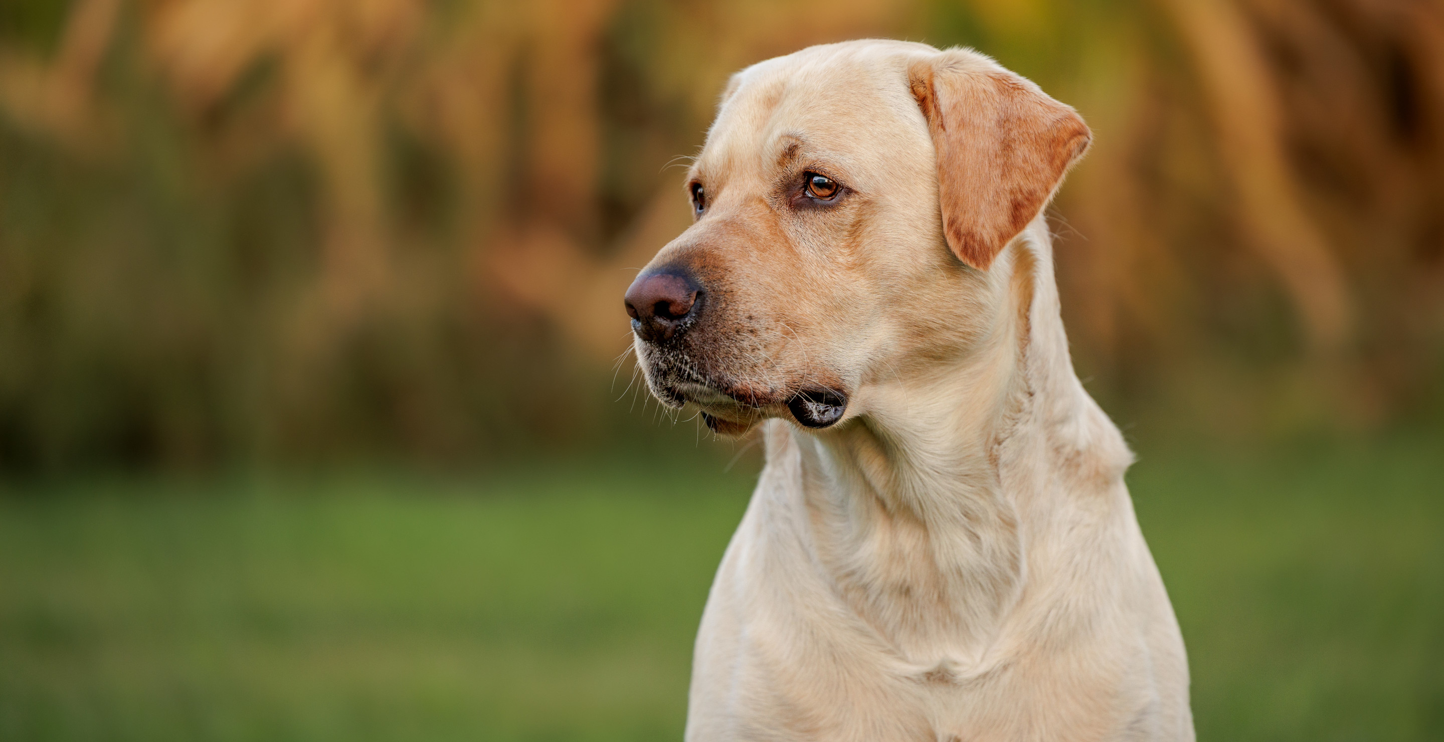 Yellow Labrador Able To Detect A Deadly Lung Infection Just By Its ...