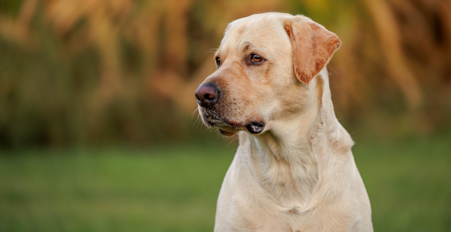 Yellow Labrador Able To Detect A Deadly Lung Infection Just By Its ...