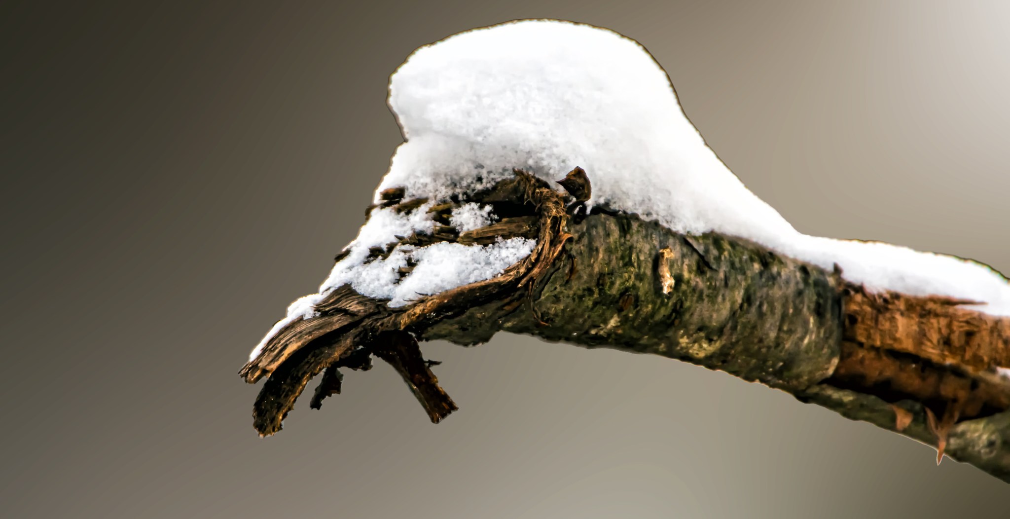 How A Broken Branch Saved A Woman's Life After She Fell Into Icy Pond ...