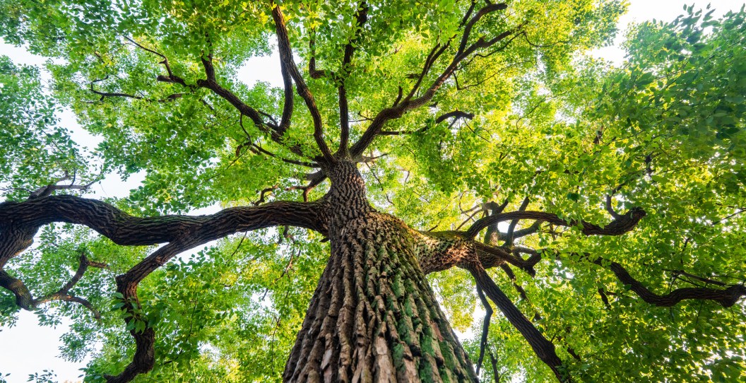 21-Year-Old Georgia Father Paralyzed After Tree Branch Falls on His ...