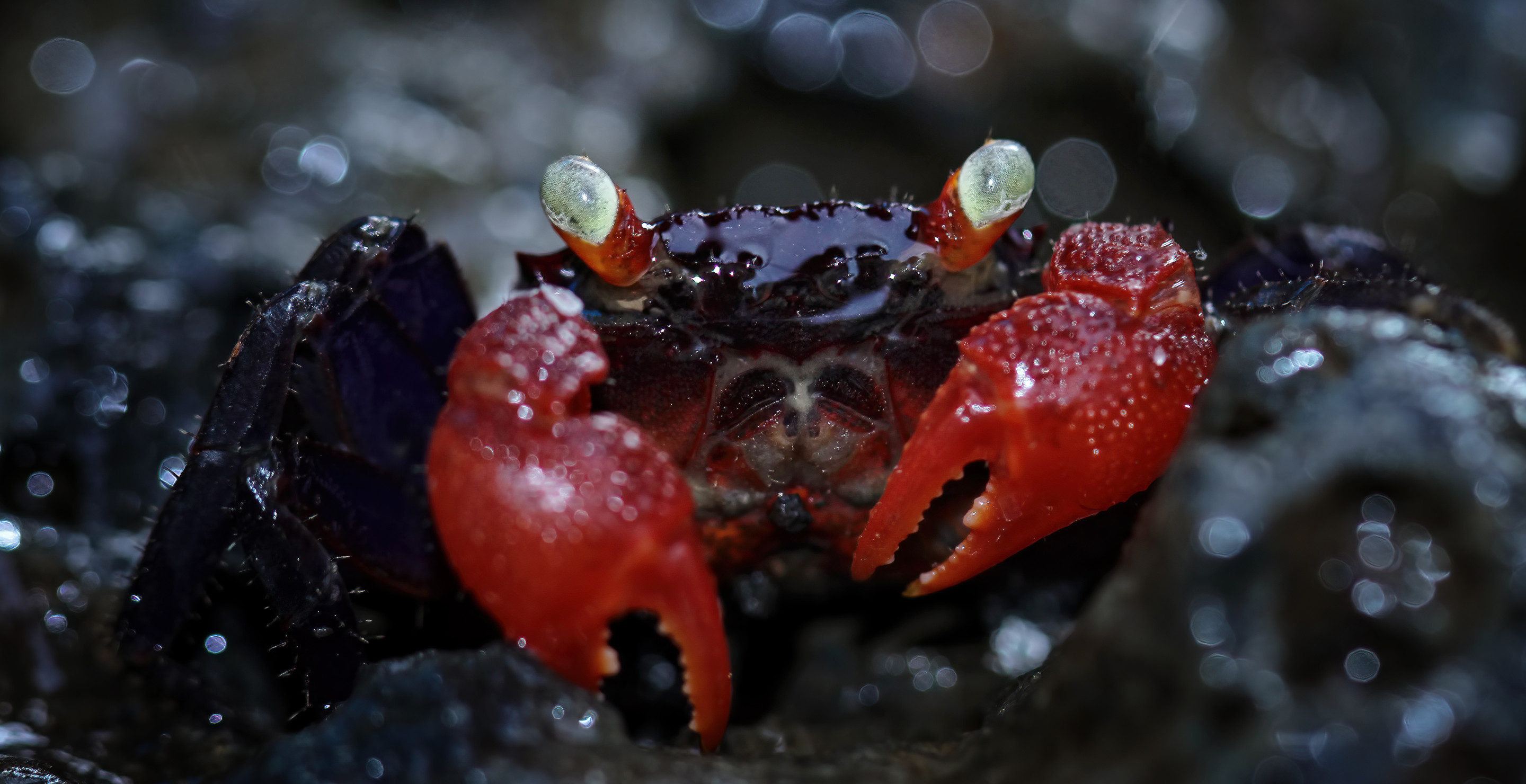 Food Influencer Dies After Eating Poisonous Devil Crab For Views Wide
