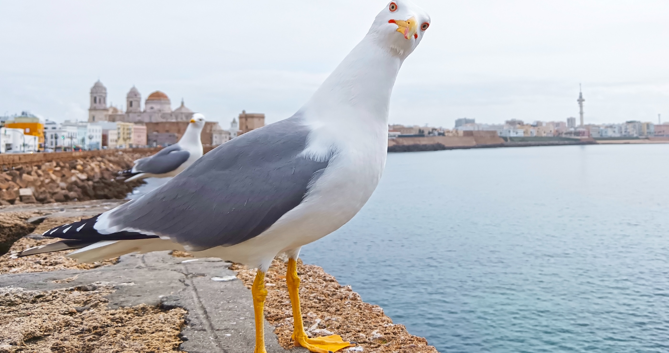 Animal Rights Advocates Furious After New Jersey Man Who Decapitated ...
