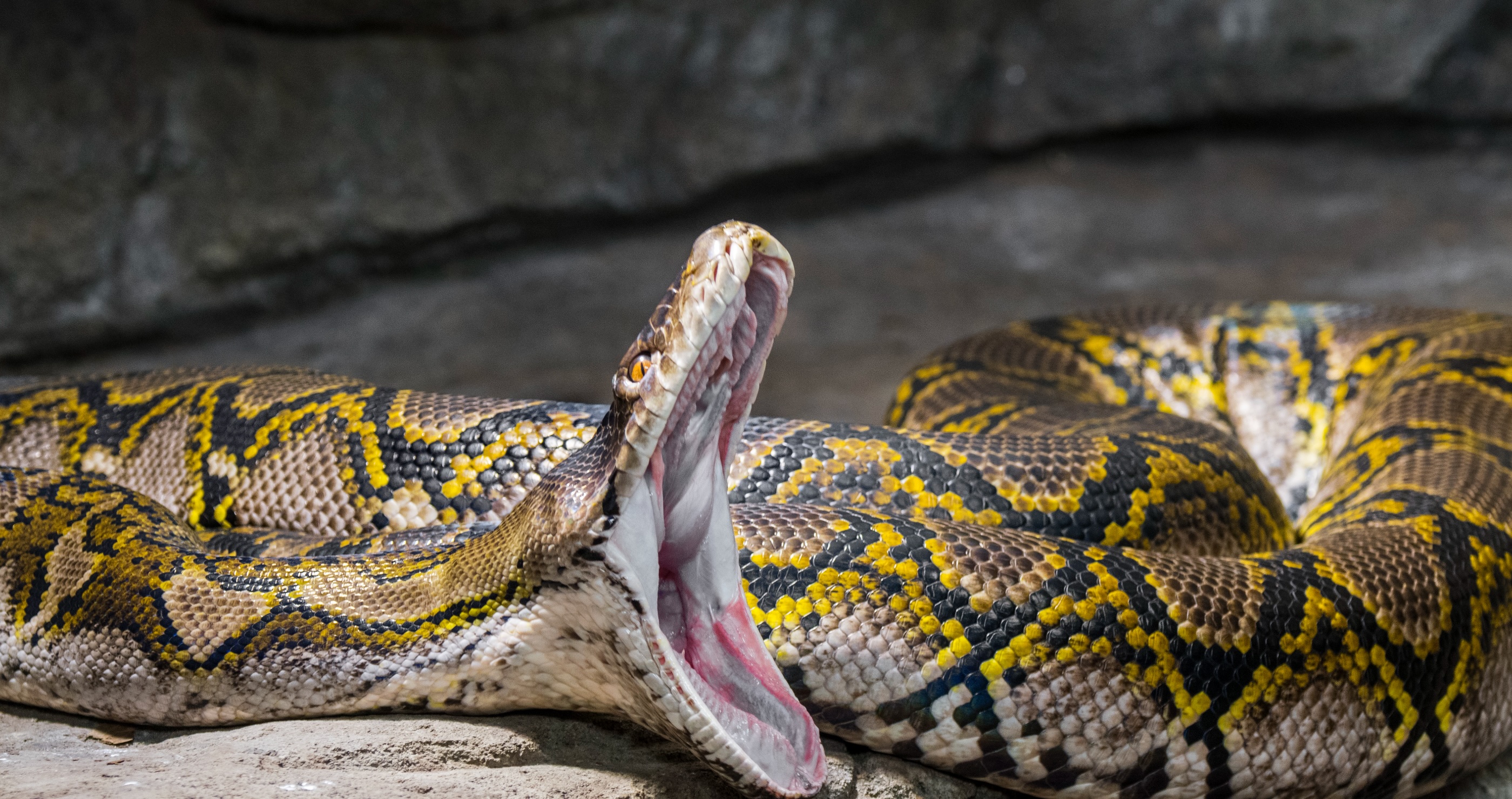 Driver Pulls Over To Save Deer From Massive Python's Grasp - Wide Open ...