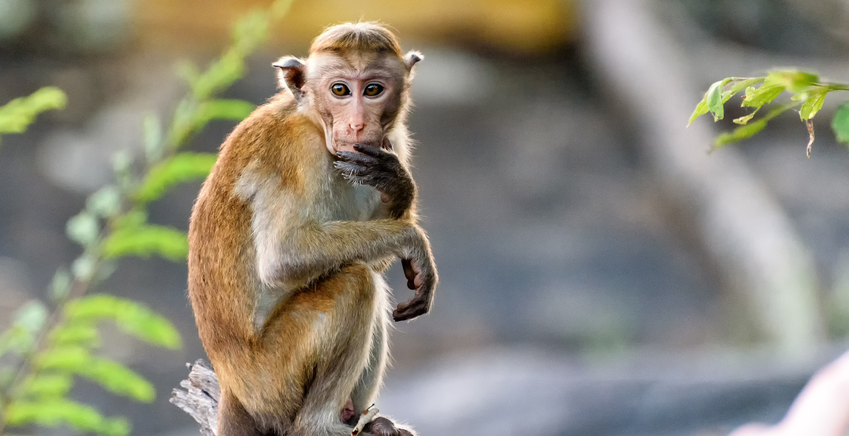 Monkey Straight Out of A Sitcom Terrorizes Home Owner - Wide Open Spaces