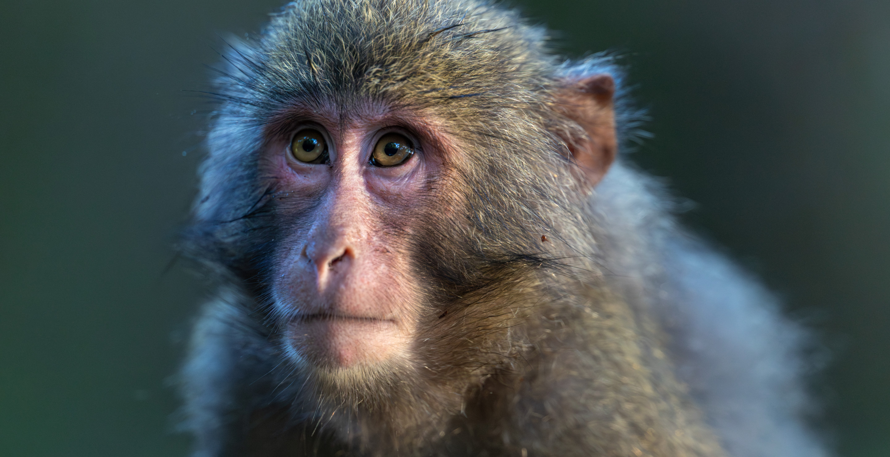 Zoo Speaks Out About Claims Viral Baby Monkey, Punch, Is Being Bullied ...