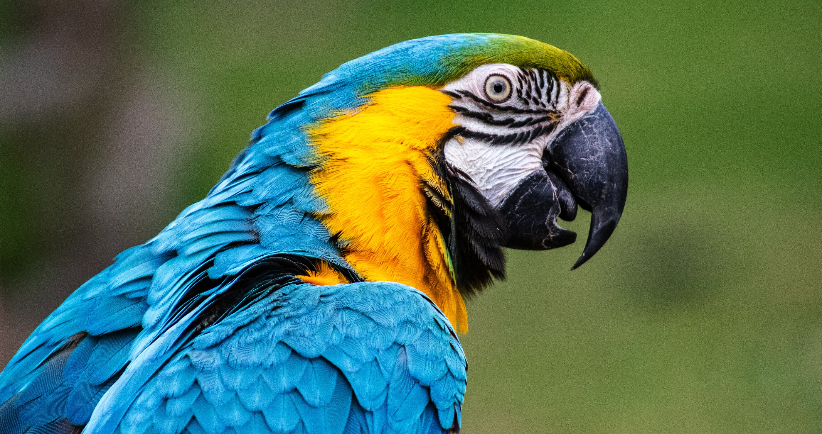 Blue And Yellow Macaws Return To Rio After 200 Years - Wide Open Spaces