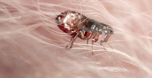 Officials Warn About Outbreak of Flea-Borne Virus - Wide Open Spaces