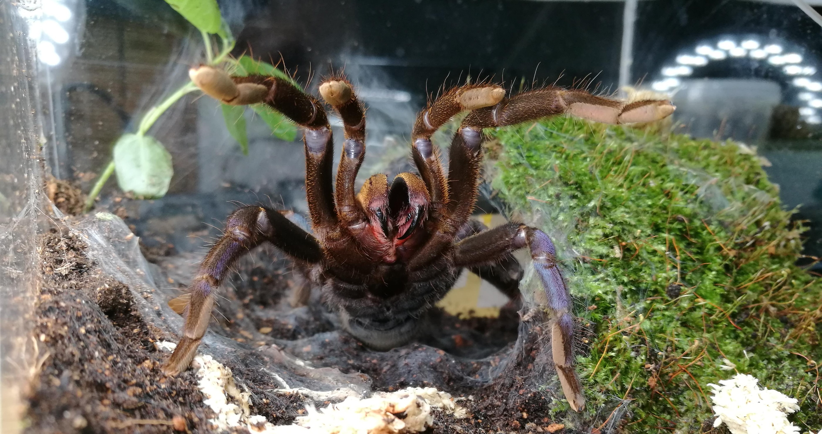 Scientists Observed Tarantula Hunting Behaviors And Discovered ...