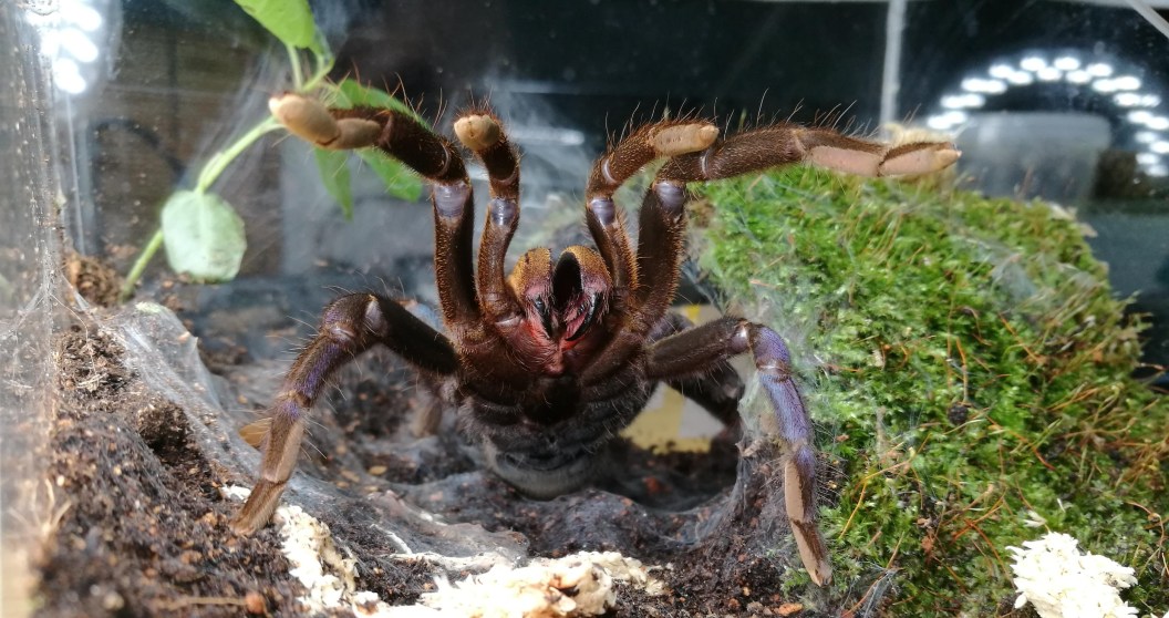 Scientists Observed Tarantula Hunting Behaviors And Discovered ...